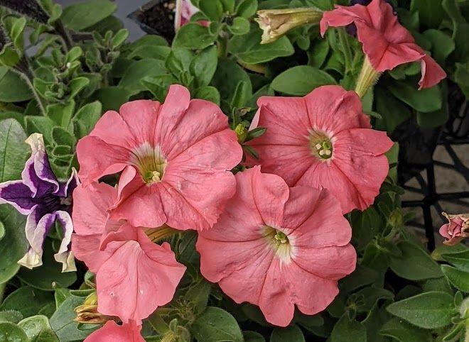 Photo of the bloom of Floribunda Petunia (Petunia Madness® Simply ...