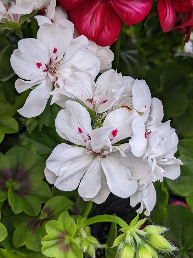 Photo of the bloom of Ivy Geranium (Pelargonium peltatum Precision ...