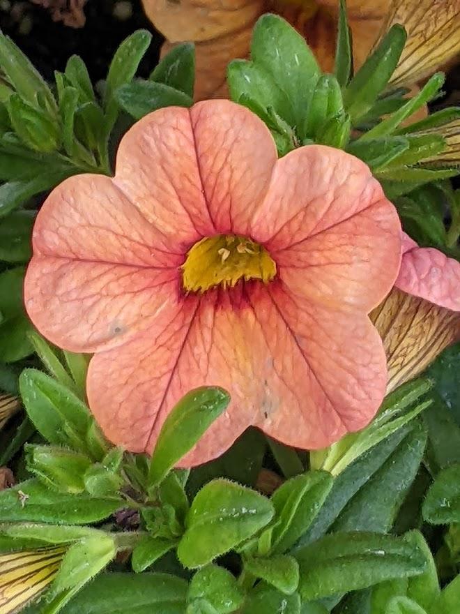 Million Bells (Calibrachoa Aloha® Kona Mango) in the Calibrachoas ...