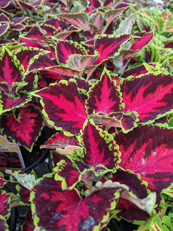 Coleus (Coleus scutellarioides 'Heartbreaker') in the Coleus Database ...