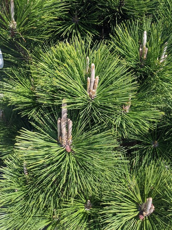 Photo of the entire plant of Japanese Black Pine (Pinus thunbergii ...