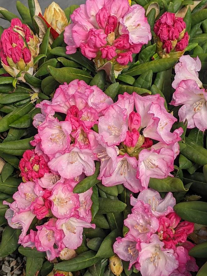 Photo of the entire plant of Rhododendron (Rhododendron yakushimanum ...