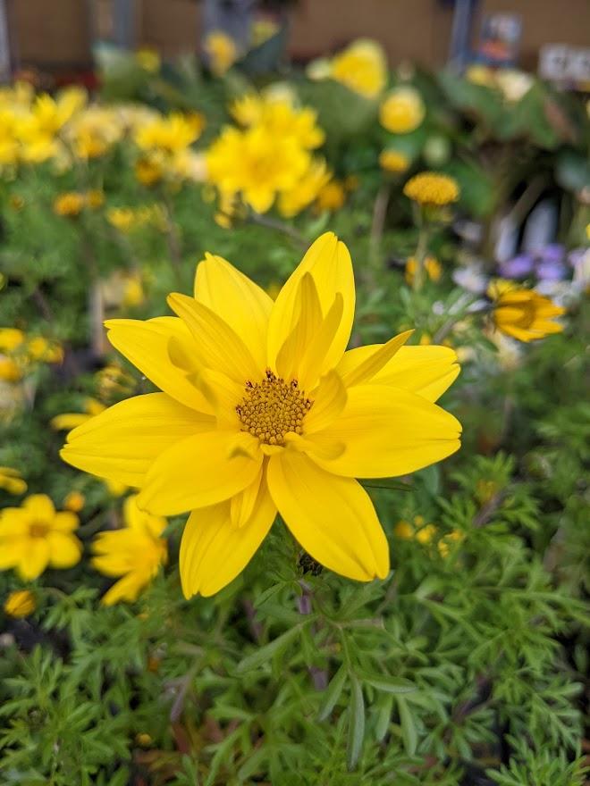 Photo of the bloom of Arizona Beggarticks (Bidens aurea Sun Drop ...