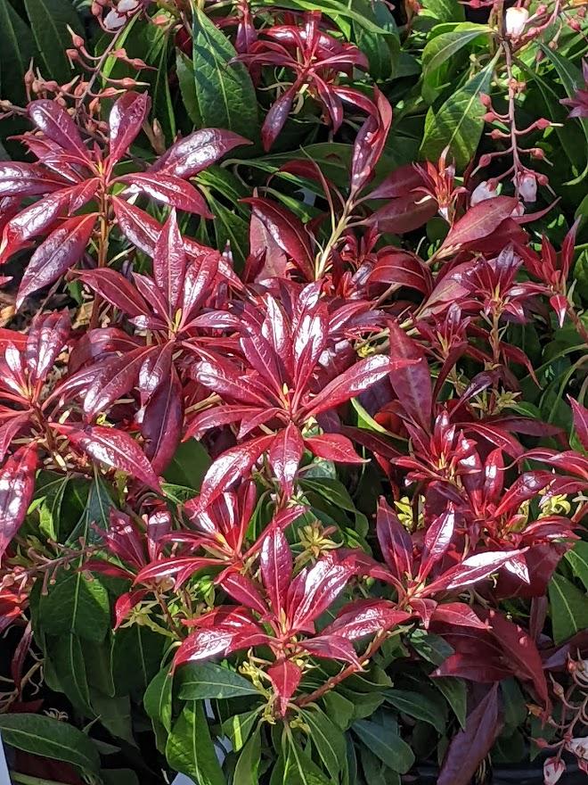 Photo of the leaves of Japanese Andromeda (Pieris japonica 'Katsura ...