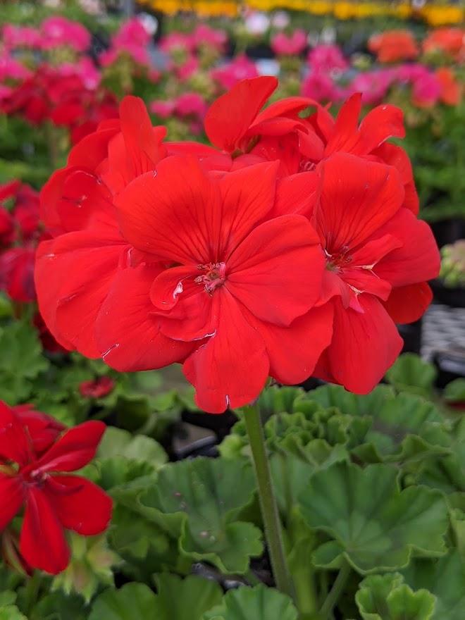 Zonal Geranium (Pelargonium x hortorum Americana® Bright Red) in the ...