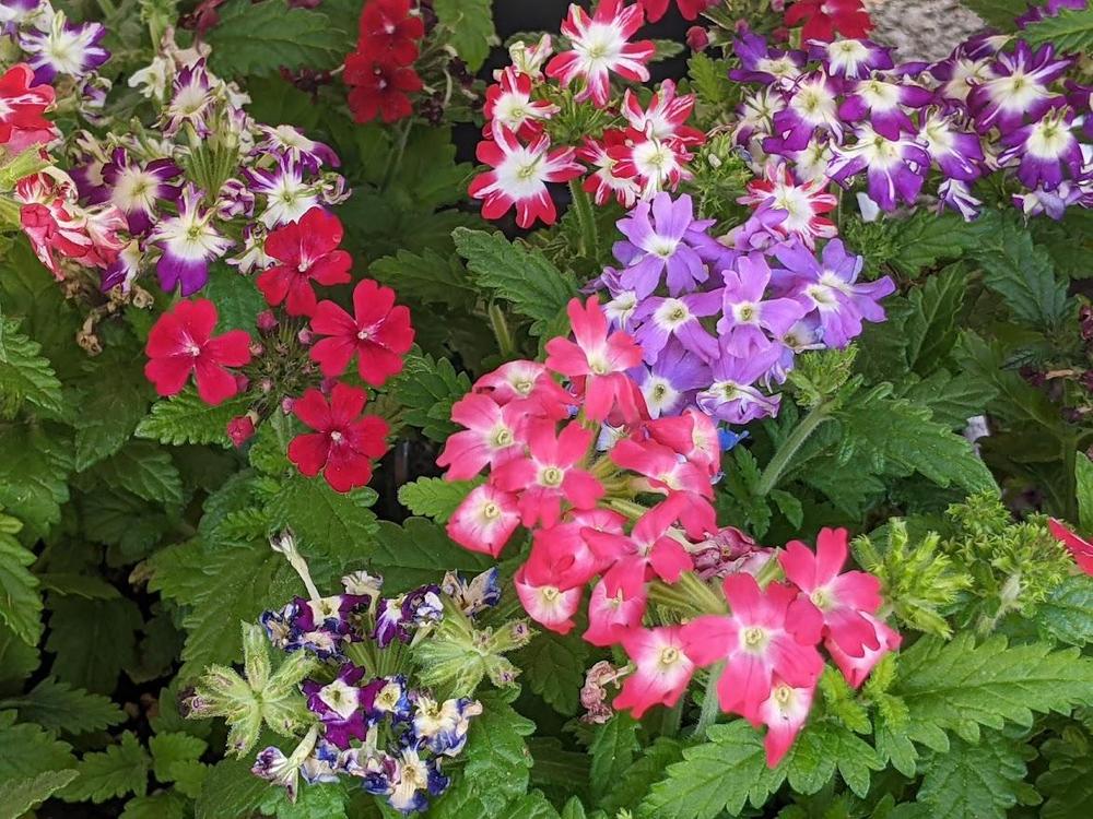 Garden Verbena (Verbena x hybrida 'Quartz XP Mix') - Garden.org