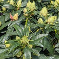 Rhododendron 'Purple Splendour' in the Rhododendrons Database - Garden.org