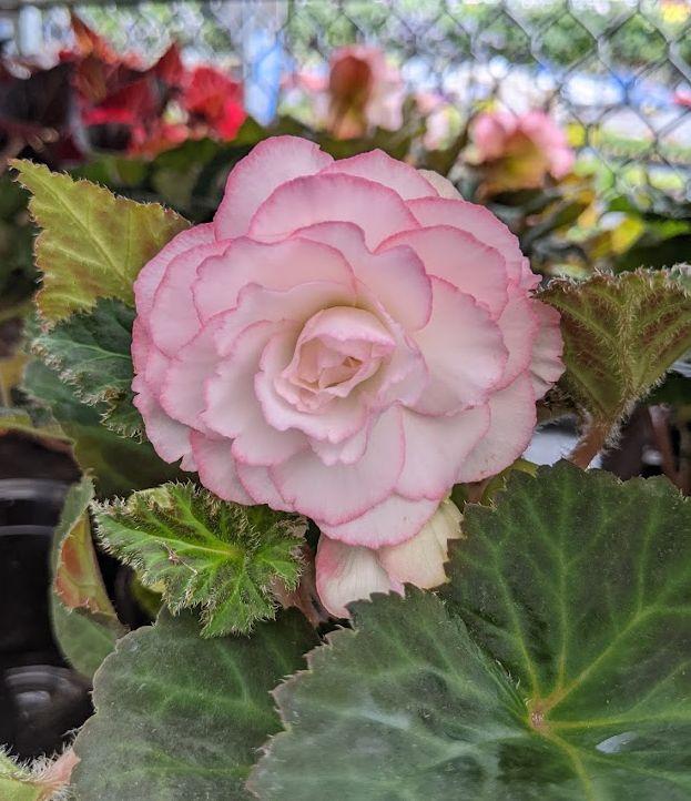 Photo of the bloom of Tuberous Begonia (Begonia x tuberhybrida Nonstop ...