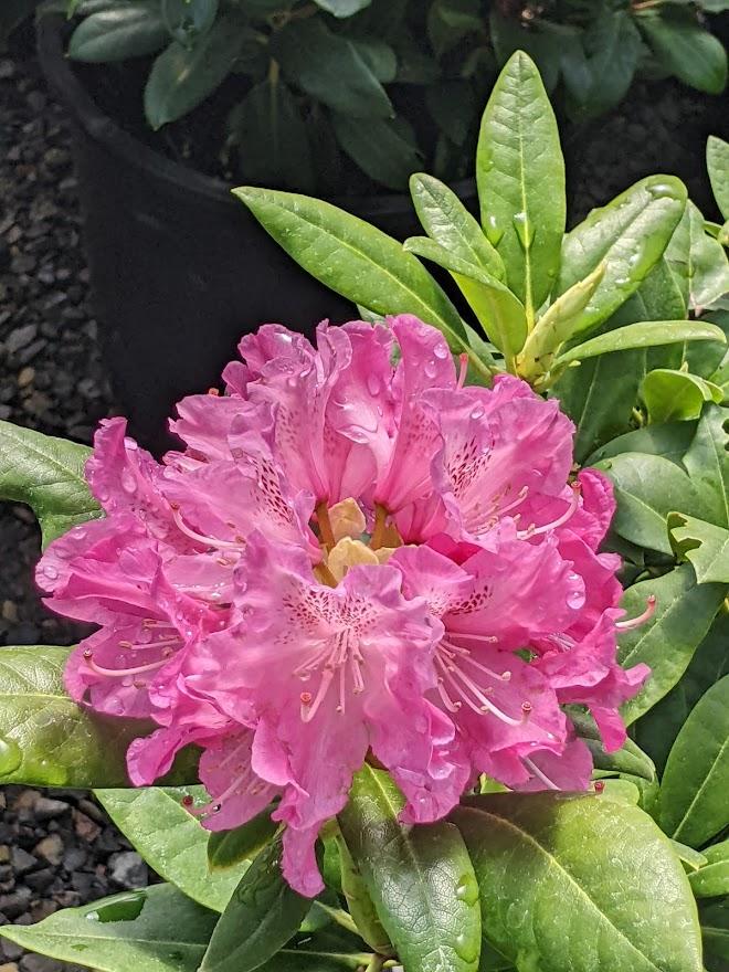 Rhododendron 'Holden' in the Rhododendrons Database - Garden.org