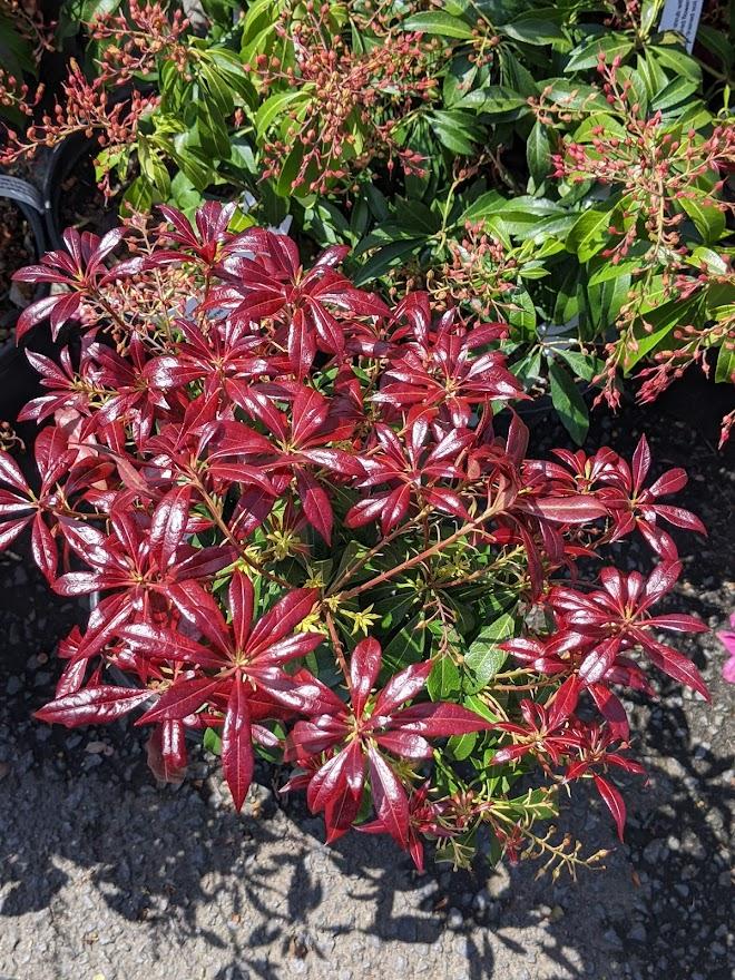 Photo of the entire plant of Japanese Andromeda (Pieris japonica ...