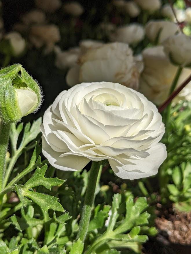 Persian Buttercup (Ranunculus asiaticus Sprinkles® Dwarf White ...