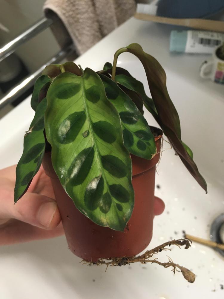 Do I need to repot? in the Houseplants forum - Garden.org