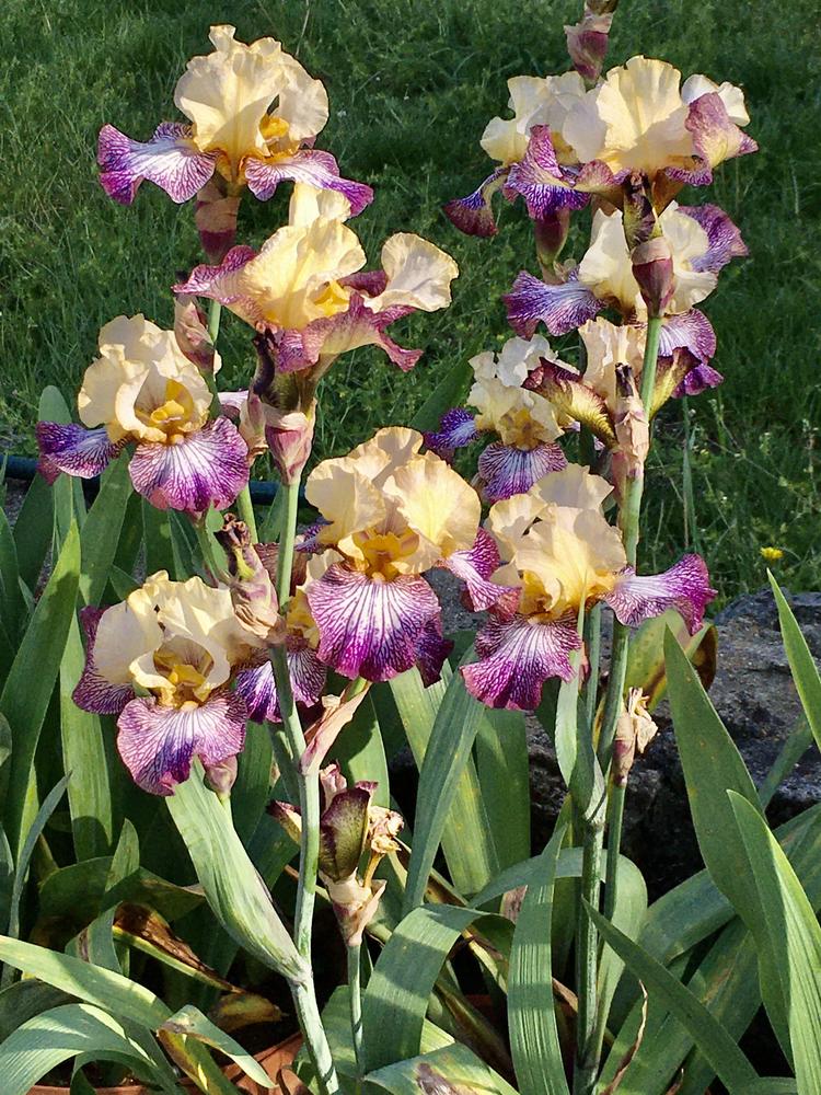 Photo of the entire plant of Tall Bearded Iris (Iris 'Poetry in Bloom ...