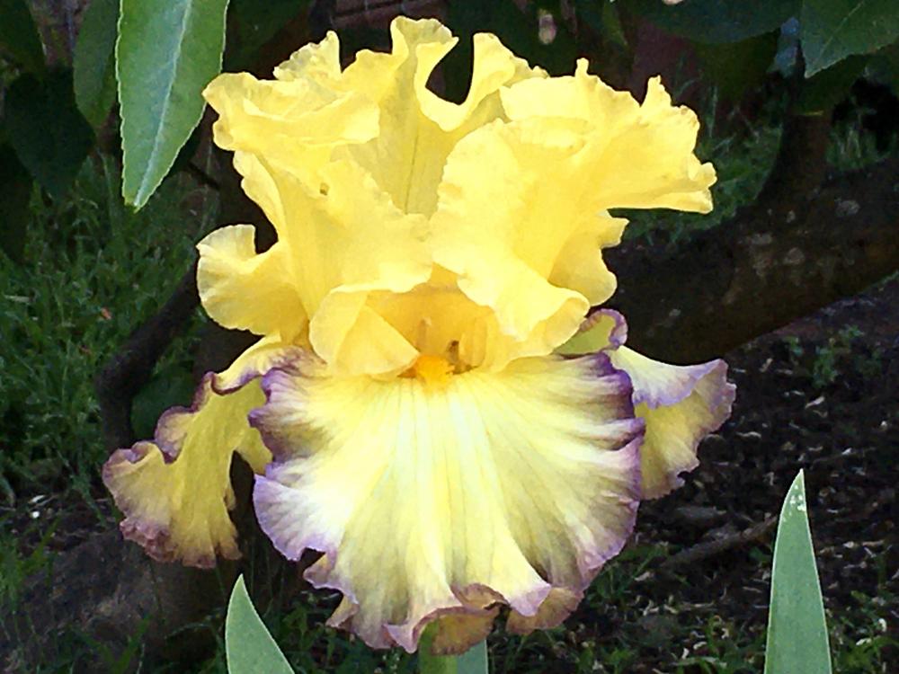 Photo of the bloom of Tall Bearded Iris (Iris 'Ruby Moon') posted by ...