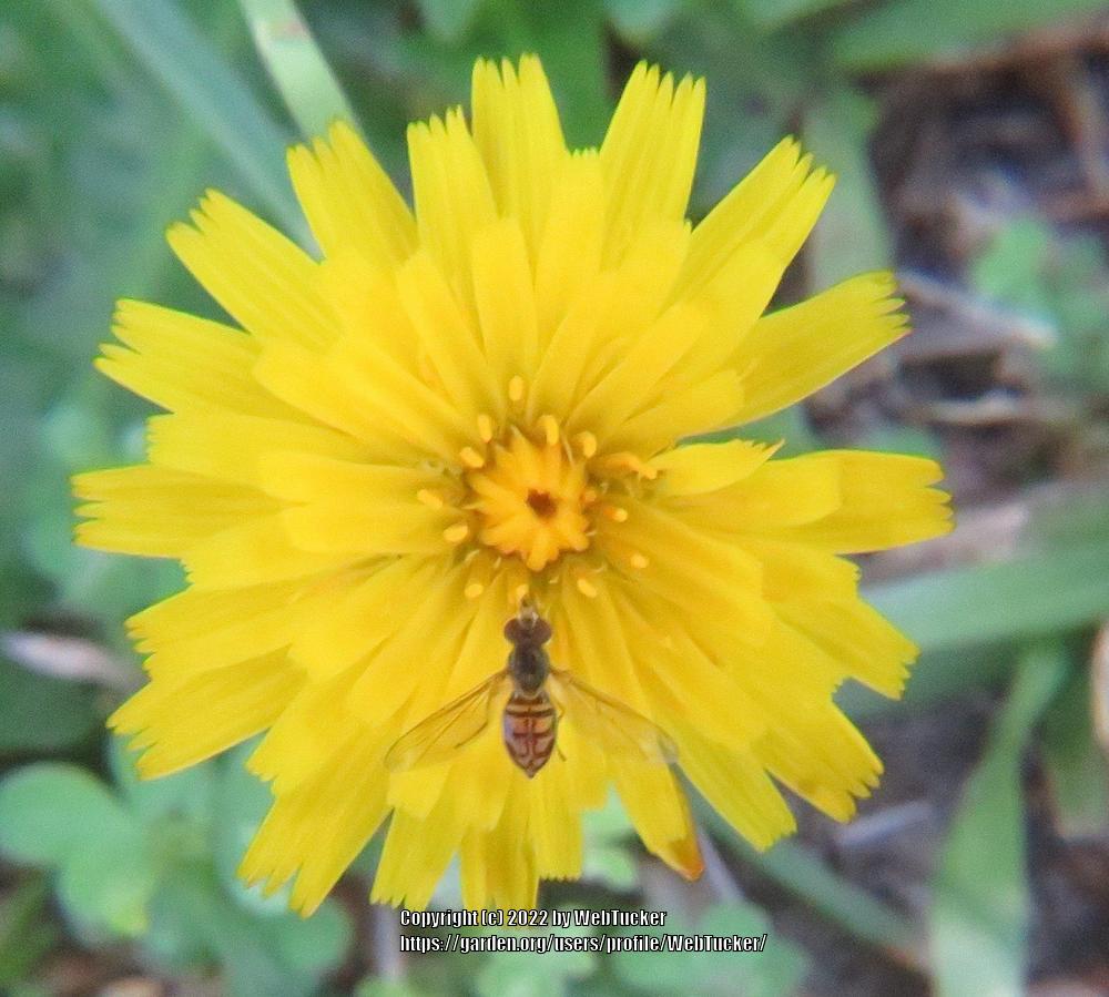 Photo of the stamens, filaments and pistils of Virginia Dwarf Dandelion ...