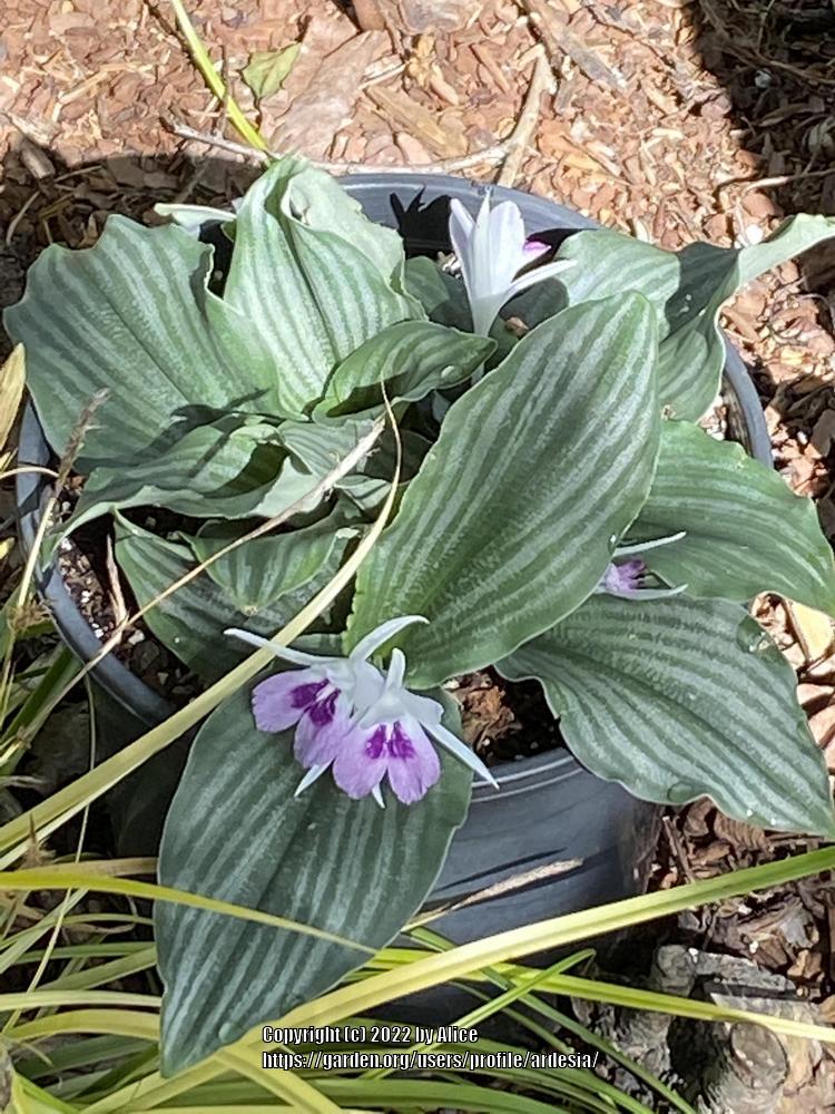 Peacock Ginger (Kaempferia angustifolia 'Laos Silver Stripe') - Garden.org