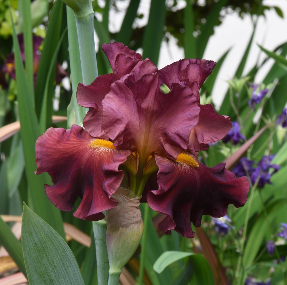 Tall Bearded Iris (Iris 'Rip City') in the Irises Database - Garden.org