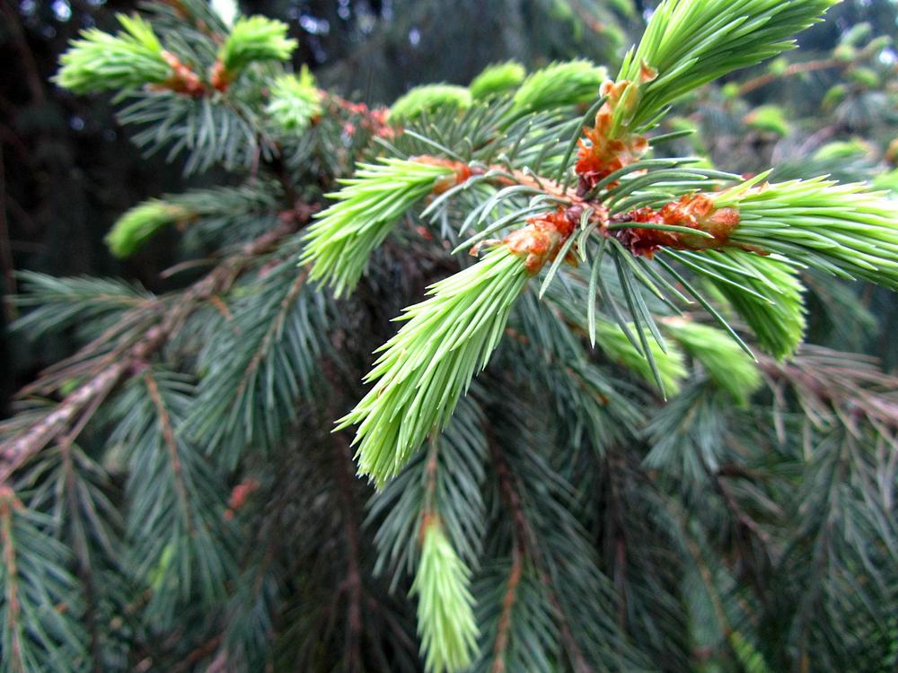 Photo of the stem, scape, stalk or bark of Morinda Spruce (Picea ...