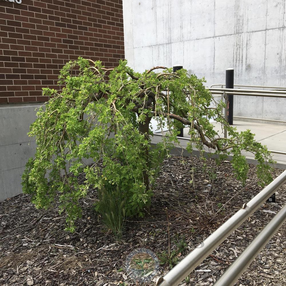 Photo of the entire plant of Weeping Pea Shrub (Caragana arborescens ...