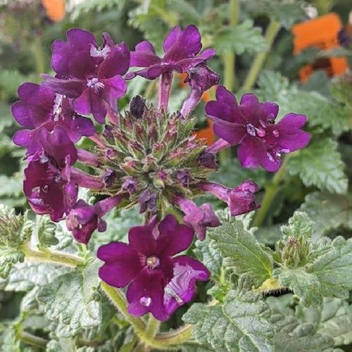 Verbena (Verbena x hybrida Lascar™ Black Velvet) - Garden.org