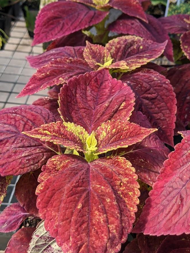 Coleus (Coleus scutellarioides 'Alabama') in the Coleus Database ...