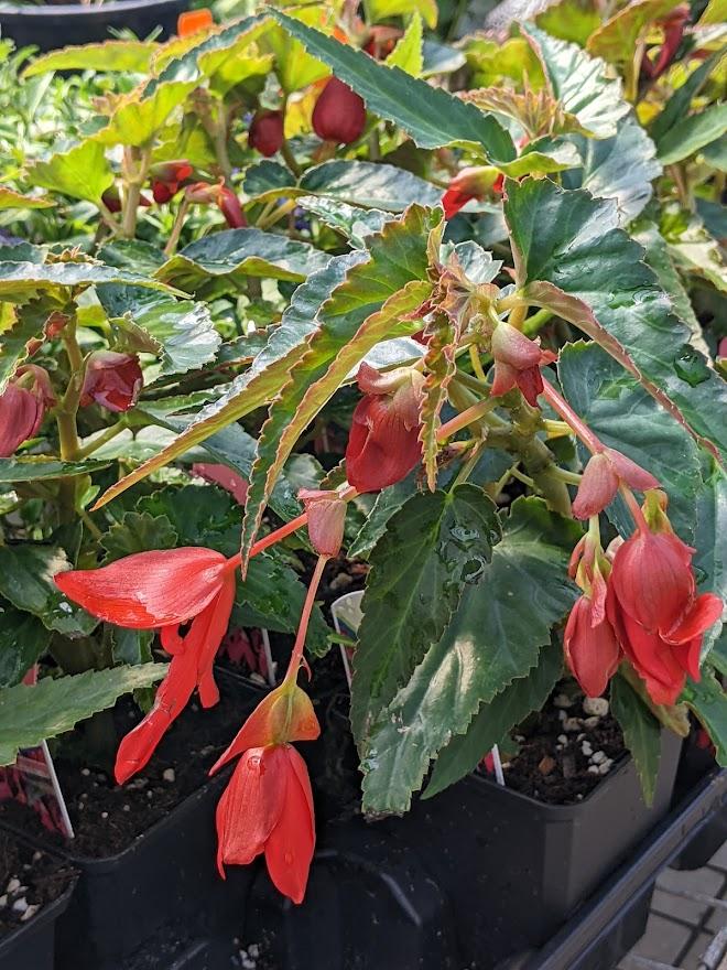 Begonia Waterfall® Encanto Red in the Begonias Database - Garden.org