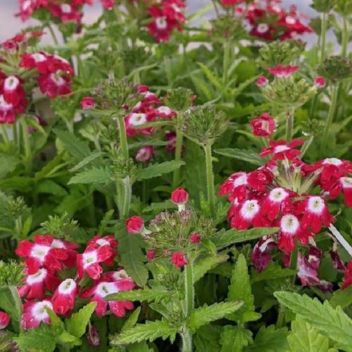 Verbena (Verbena x hybrida Obsession™ Red with Eye) - Garden.org