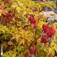 Photo of the entire plant of Bleeding Heart (Lamprocapnos spectabilis ...