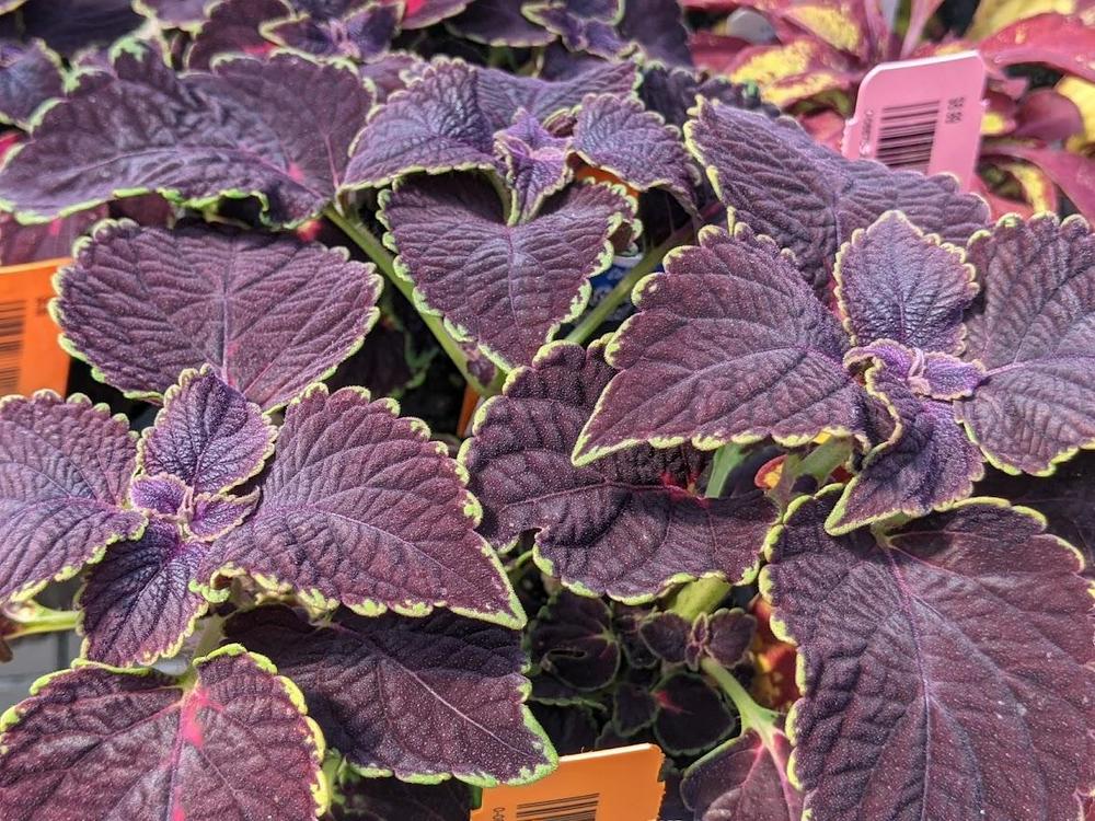 Photo of the leaves of Coleus (Coleus scutellarioides Main Street Abbey Road™) posted by Joy ...