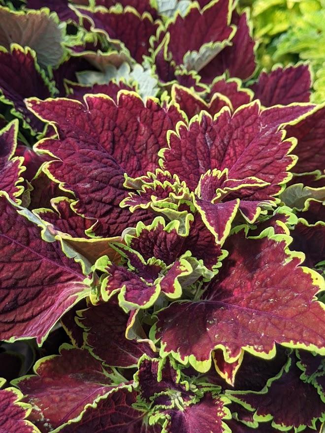 Photo of the leaves of Coleus (Coleus scutellarioides Main Street Ocean ...