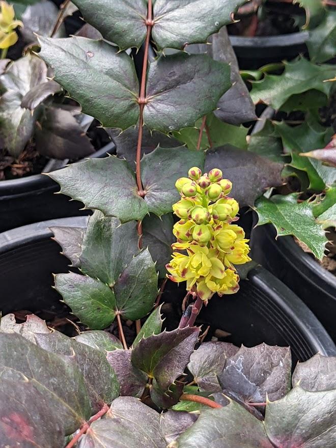 Photo of the bloom of Cascade Oregon-grape (Mahonia nervosa) posted by ...