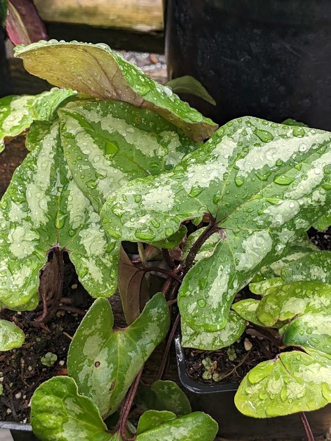 Photo of the leaves of Chinese Wild Ginger (Asarum splendens) posted by ...