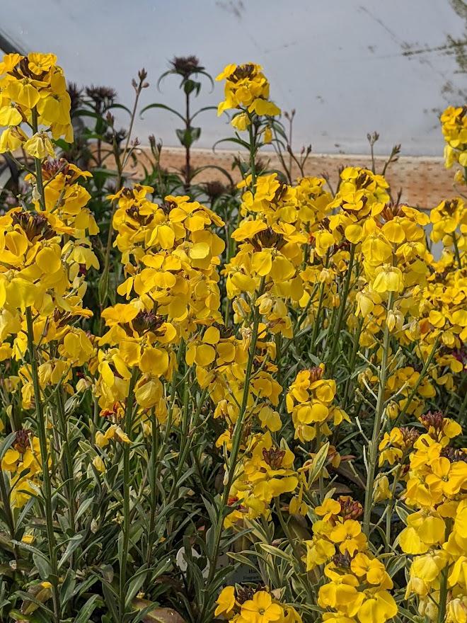Photo of the bloom of Perennial Wallflower (Erysimum Fragrant Sunshine ...