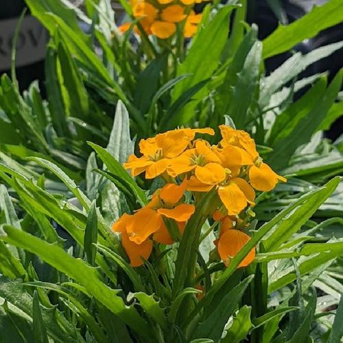Wallflower (Erysimum linifolium Sunstrong™ Orange) - Garden.org