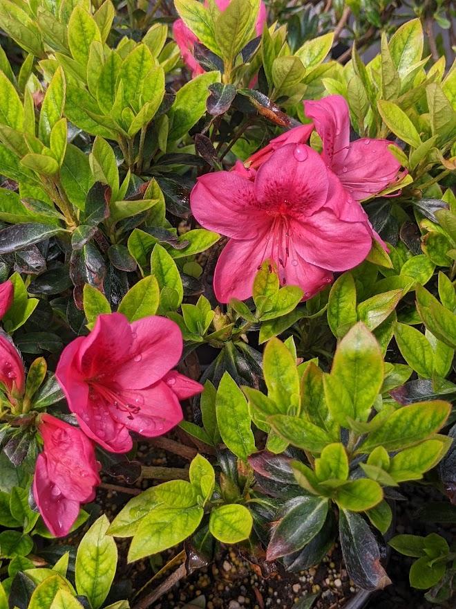 Azalea (Rhododendron 'Glamour') in the Rhododendrons Database - Garden.org