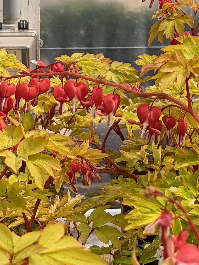 Photo of the bloom of Bleeding Heart (Lamprocapnos spectabilis 'Ruby ...