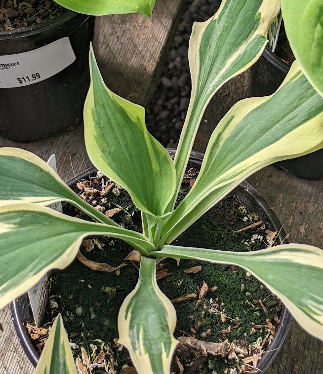 Photo of the leaves of Hosta 'Bright Star' posted by Joy - Garden.org