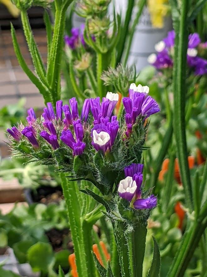 Statice (Limonium) - Garden.org
