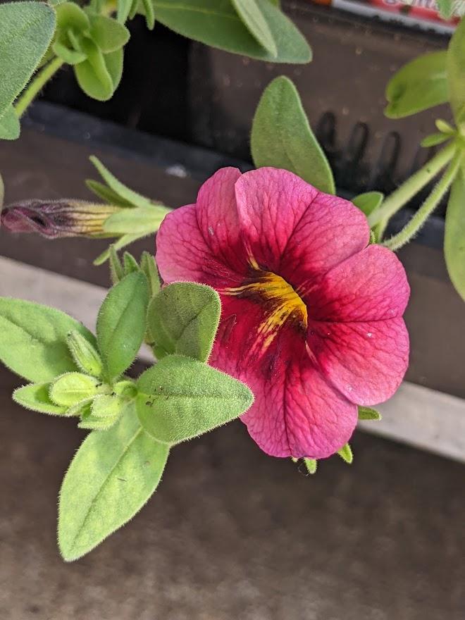 Million Bells (Calibrachoa Callie® Eclipse Strawberry) in the ...
