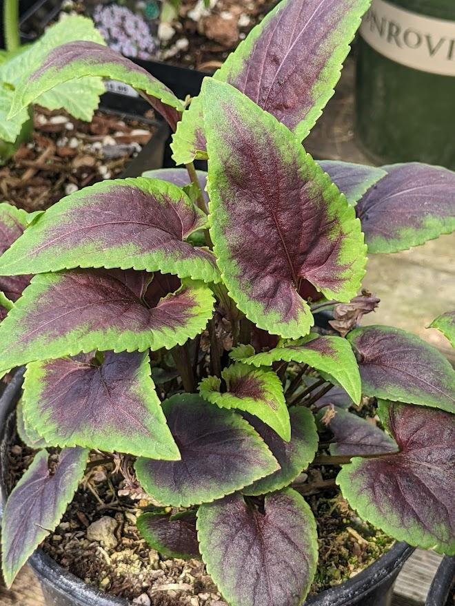 Photo of the leaves of Viola 'Heartthrob' posted by Joy - Garden.org