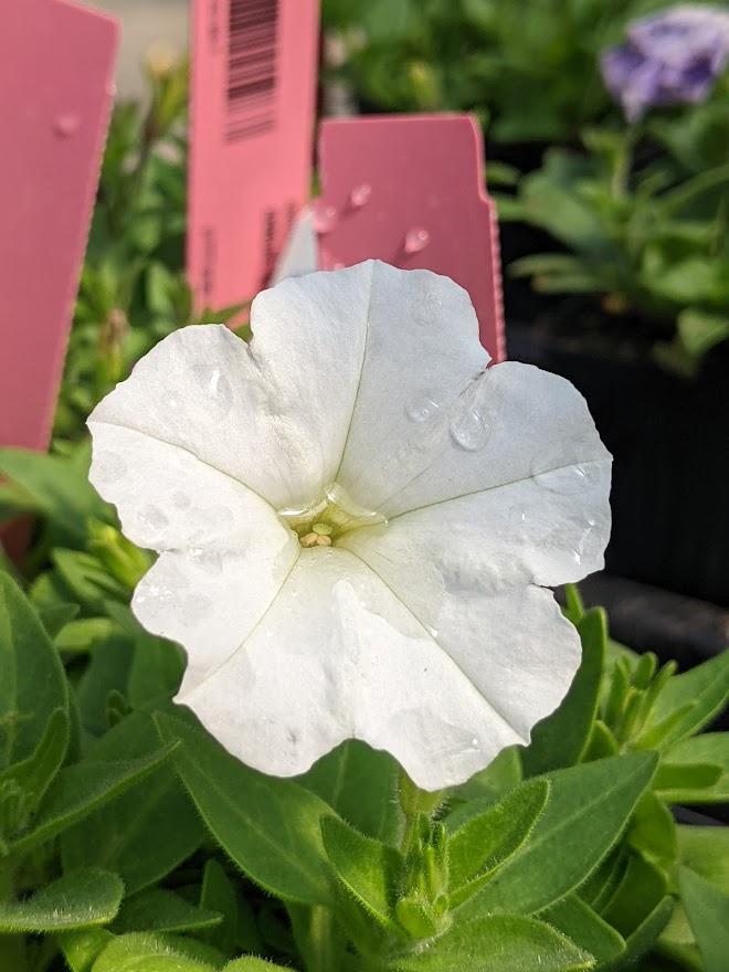 Photo of the bloom of Milliflora Petunia (Petunia Picobella™ White ...