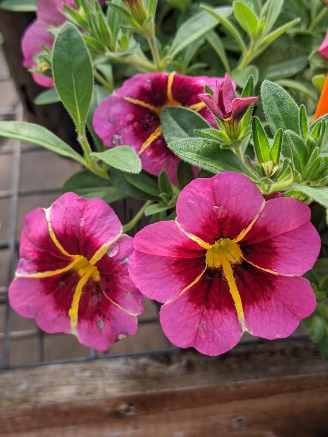 Photo of the entire plant of Million Bells (Calibrachoa TikTok® Rose ...