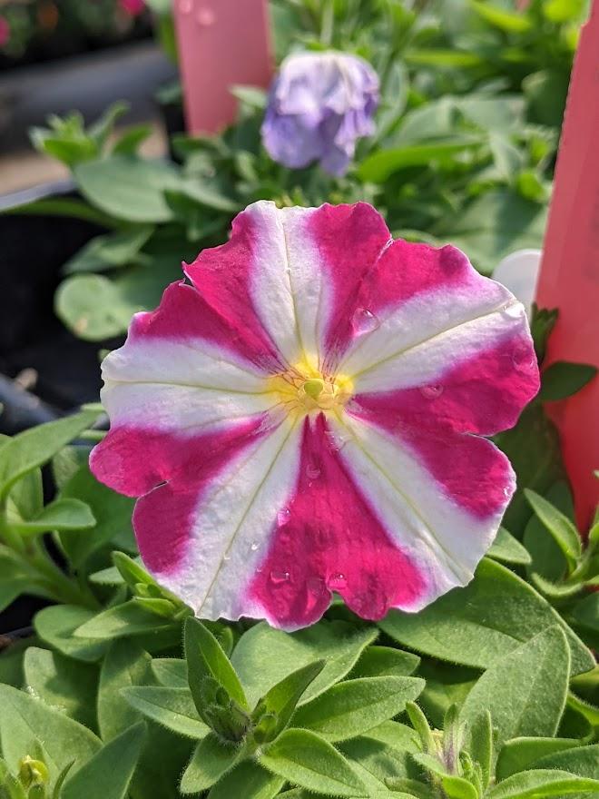 Milliflora Petunia (Petunia Picobella™ Rose Star) in the Petunias ...