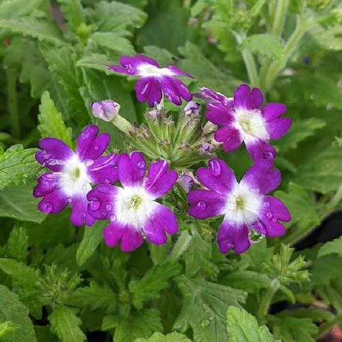 Garden Verbena (Verbena x hybrida Obsession™ Blue with Eye) - Garden.org