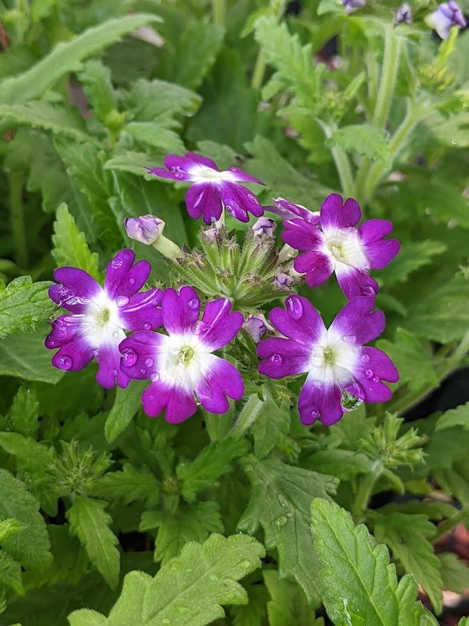 Garden Verbena (Verbena x hybrida Obsession™ Blue with Eye) - Garden.org