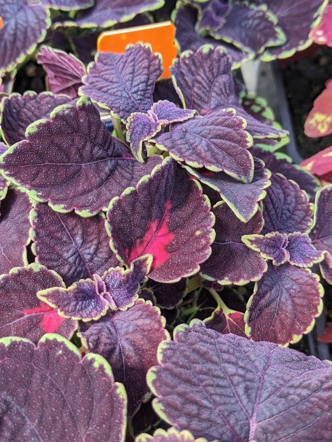 Photo of the leaves of Coleus (Coleus scutellarioides Main Street Abbey Road™) posted by Joy ...