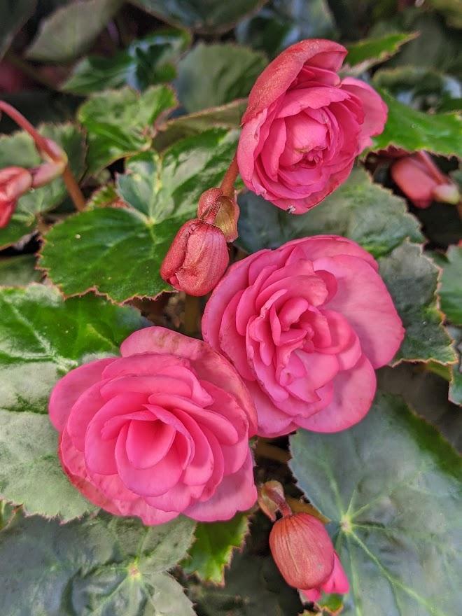 Photo of the bloom of Begonia 'BK Collection Rhodee Pink' posted by Joy ...