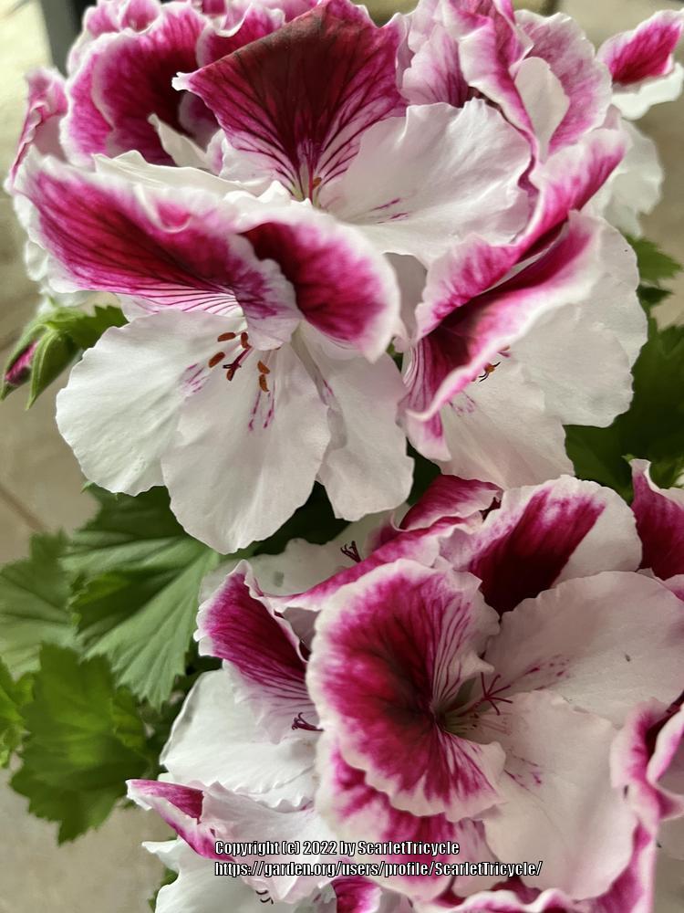 Regal Geranium (Pelargonium x domesticum Elegance™ Bravo) in the ...