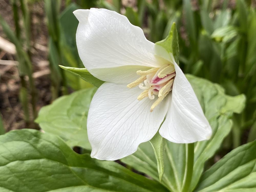 Nodding Trillium (Trillium flexipes) in the Trilliums Database - Garden.org