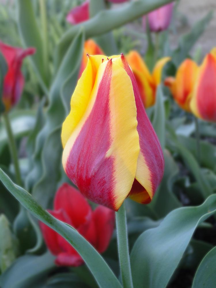 Photo of the bloom of Single Early Tulip (Tulipa 'Keizerskroon') posted ...